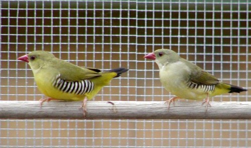 amandava :: Sedyho Ptačí Svět