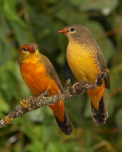 amandava :: Sedyho Ptačí Svět