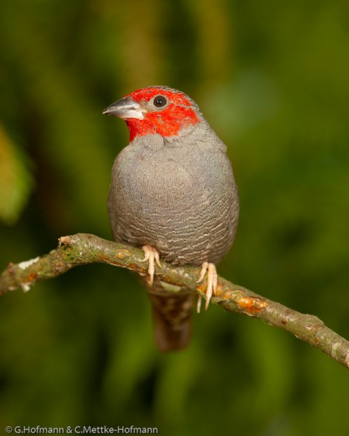 pytilia :: Sedyho Ptačí Svět