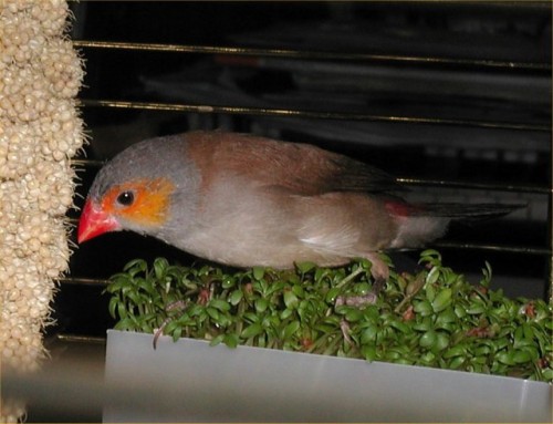 estrilda :: Sedyho Ptačí Svět