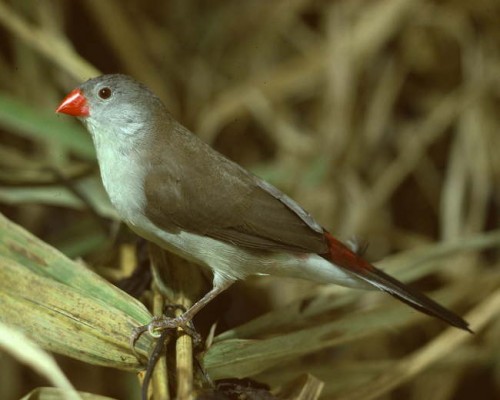 estrilda :: Sedyho Ptačí Svět