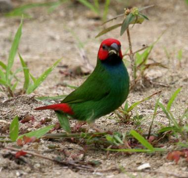rod erythrura :: Sedyho Ptačí Svět