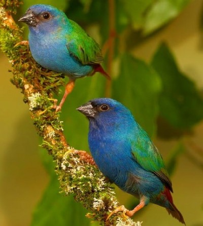 rod erythrura :: Sedyho Ptačí Svět